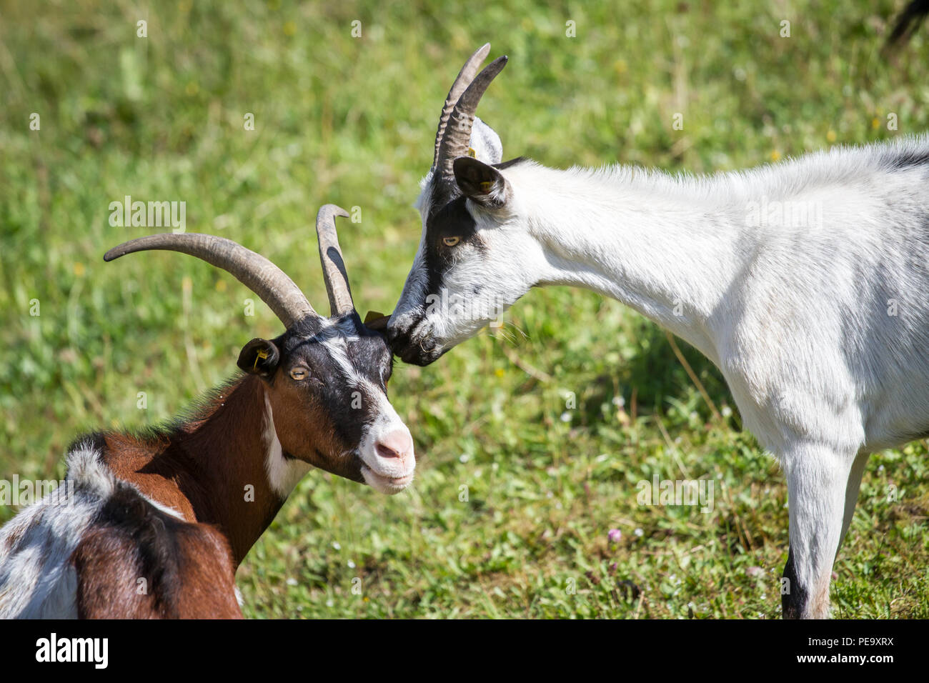 Tauernsheck goat hi-res stock photography and images - Alamy