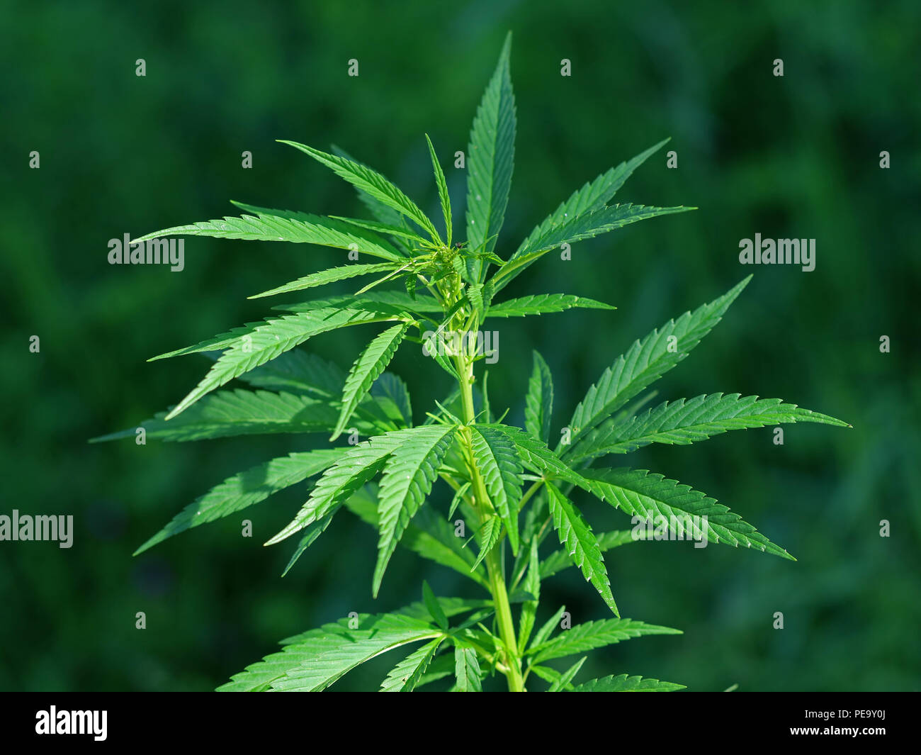 Cannabis plant hi-res stock photography and images - Alamy