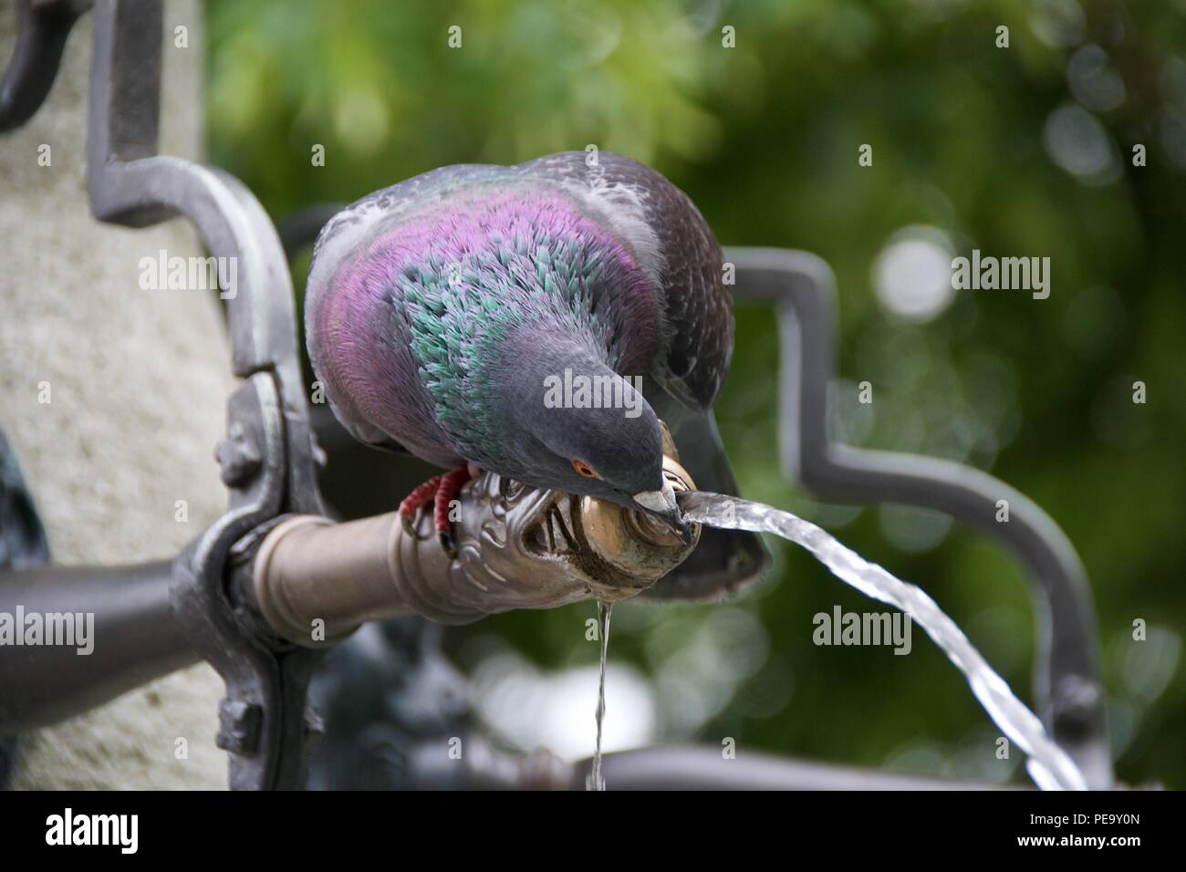 Pigeon drinking from a well Stock Photo - Alamy