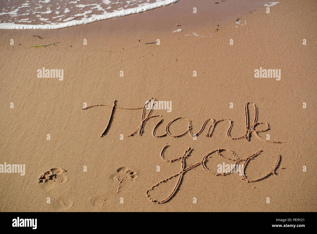 A beautiful gratitude message "Thank you" handwritten in a cursive ...