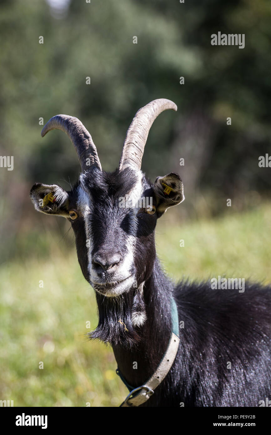 Pinzgauer Stripe Goat, Pinzgauer Strahlenziege (Capra aegagrus hircus ...