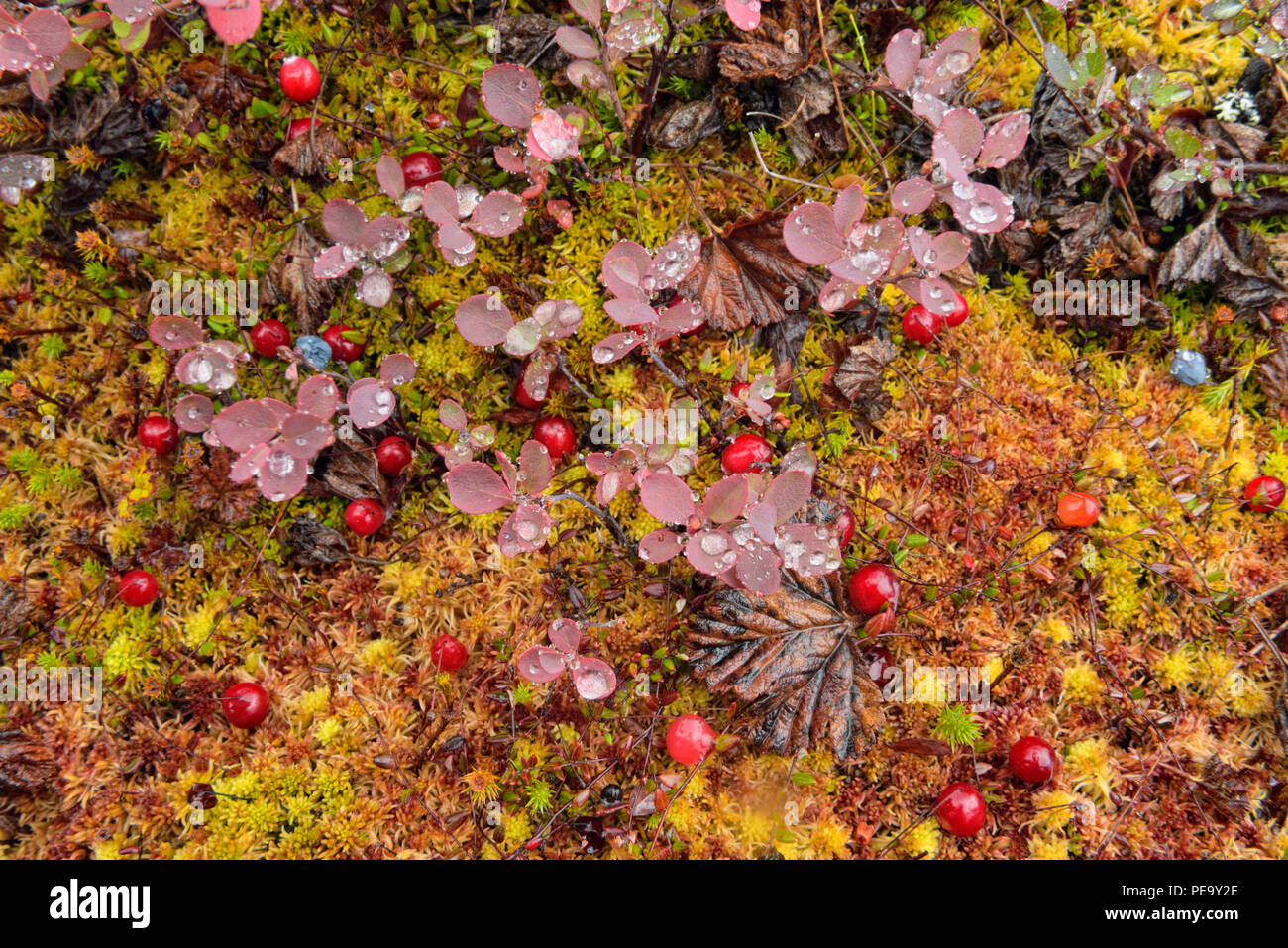 Arctic moss and tundra hi-res stock photography and images - Alamy