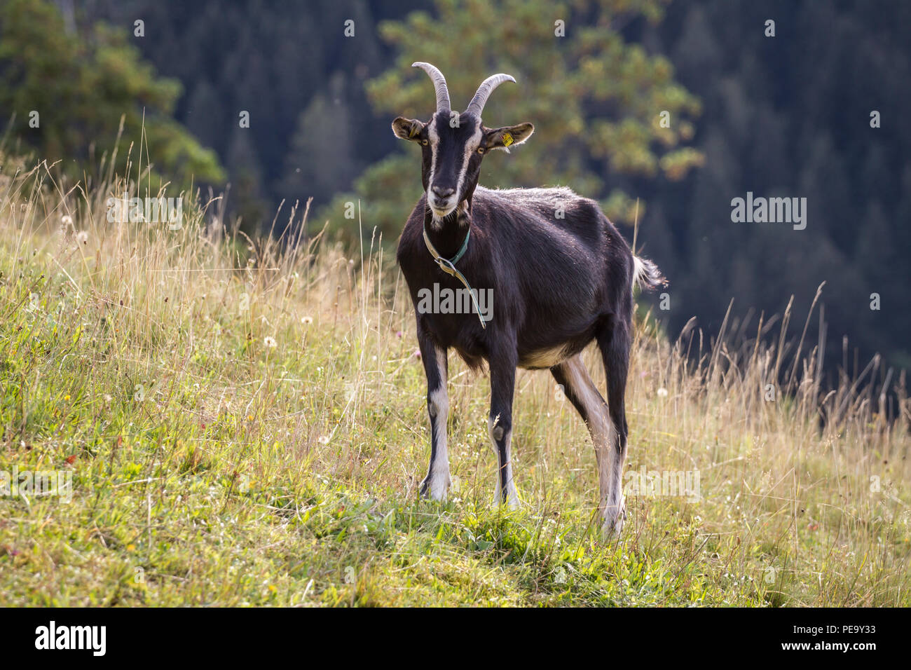 Pinzgauer Stripe Goat, Pinzgauer Strahlenziege (Capra aegagrus hircus ...