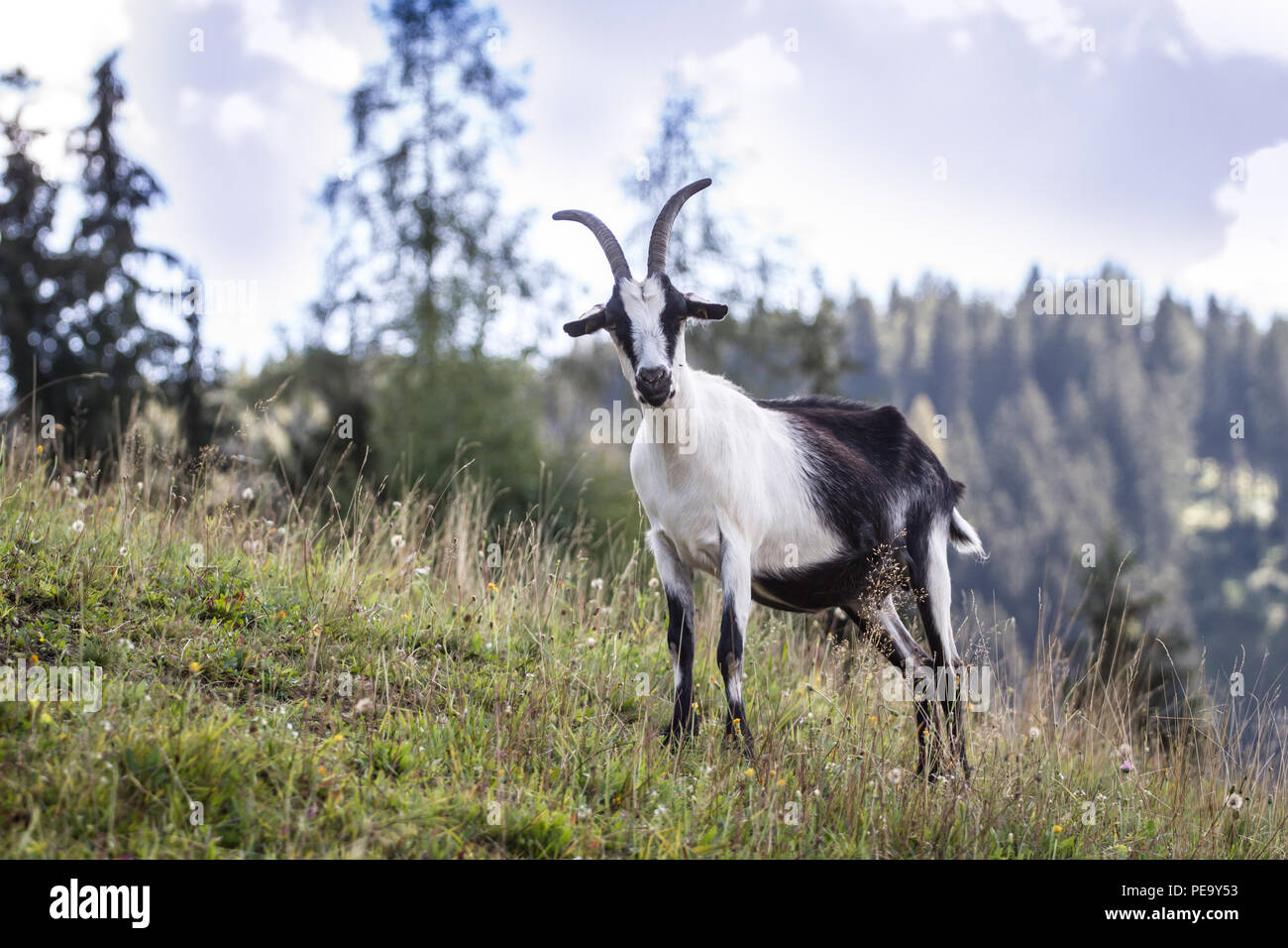 Peacock Goat High Resolution Stock Photography and Images - Alamy