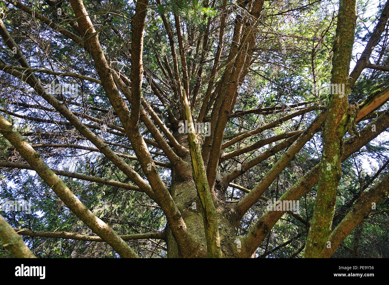 Top view spruce branches hi-res stock photography and images - Alamy