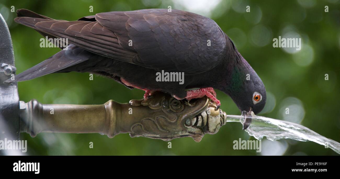 Pigeon drinking from a well Stock Photo - Alamy