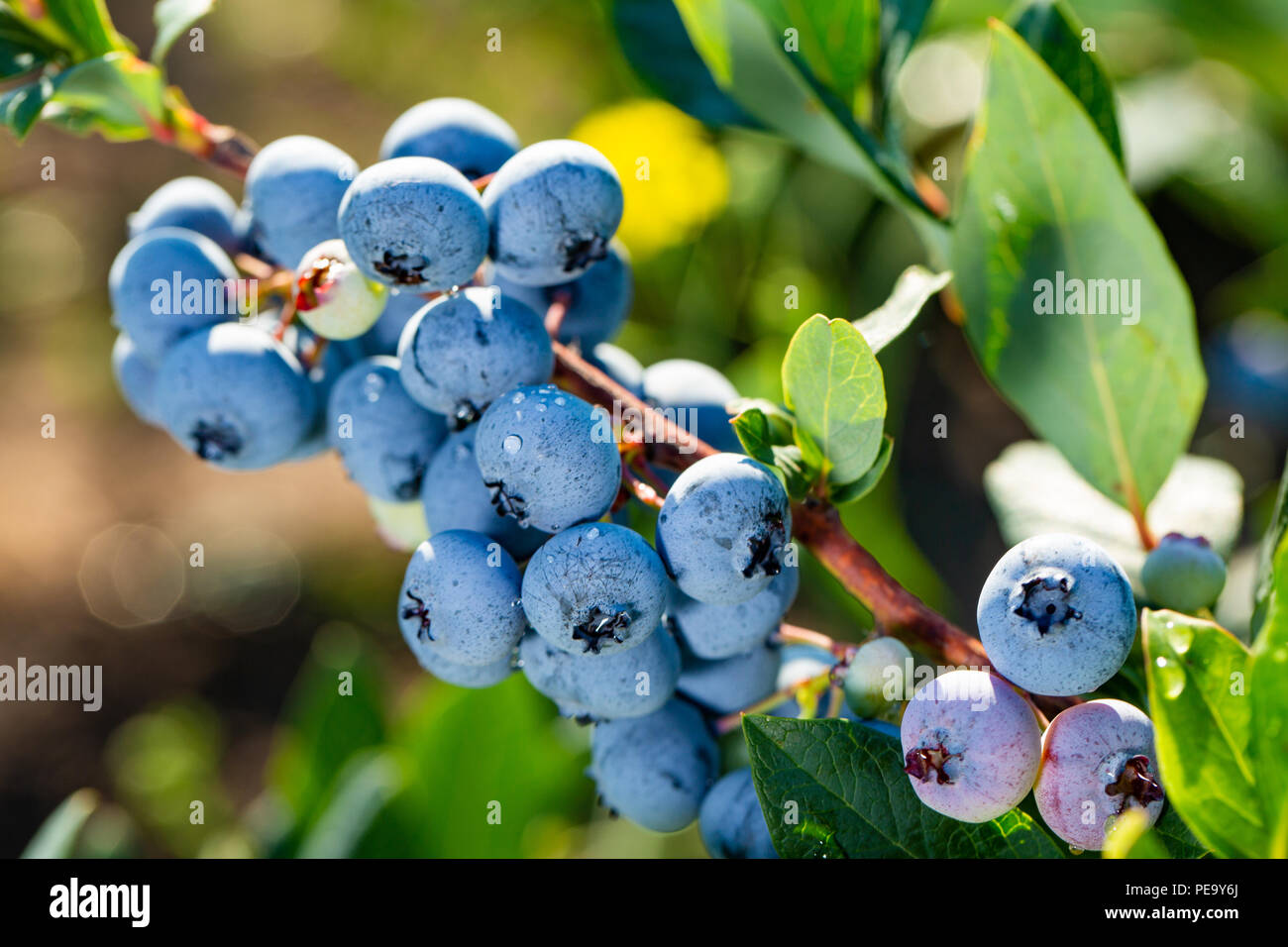 Fresh Organic Blueberries on the bush. close up background Stock Photo ...