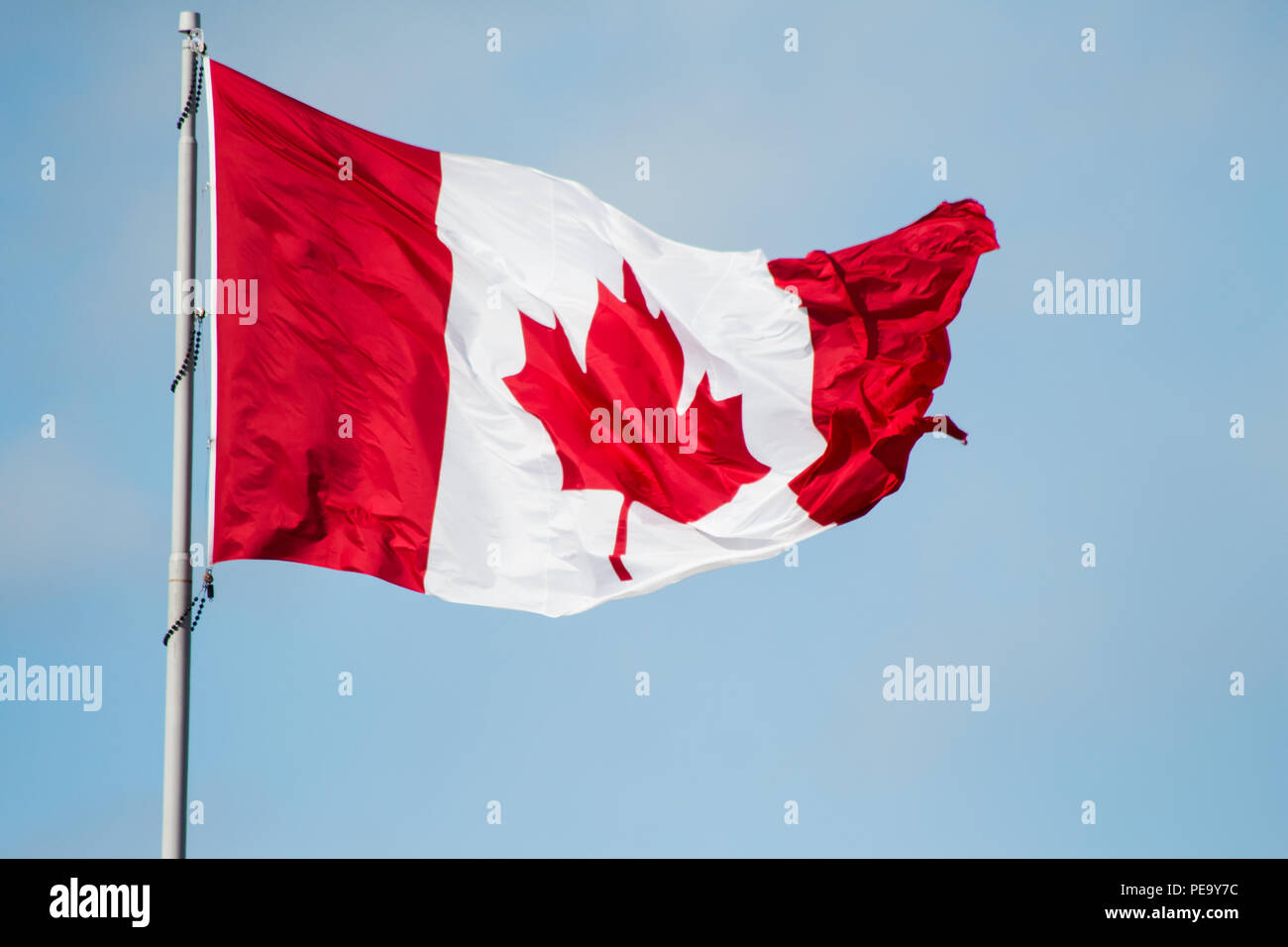 Canadian Flag with red maple leaf blowing in strong wind with blue sky ...