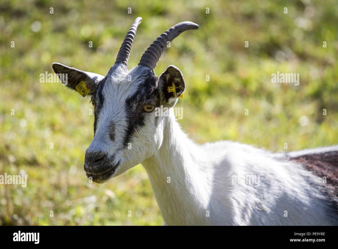 Peacock Goat, Pfauenziege (Capra aegagrus hircus Stock Photo - Alamy