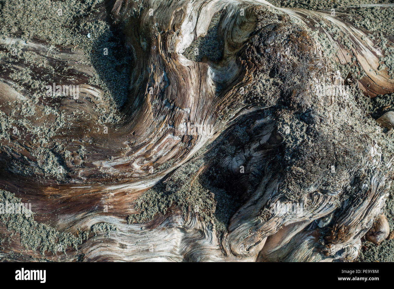A macro shot of a warped driftwood log with sand on top Stock Photo - Alamy