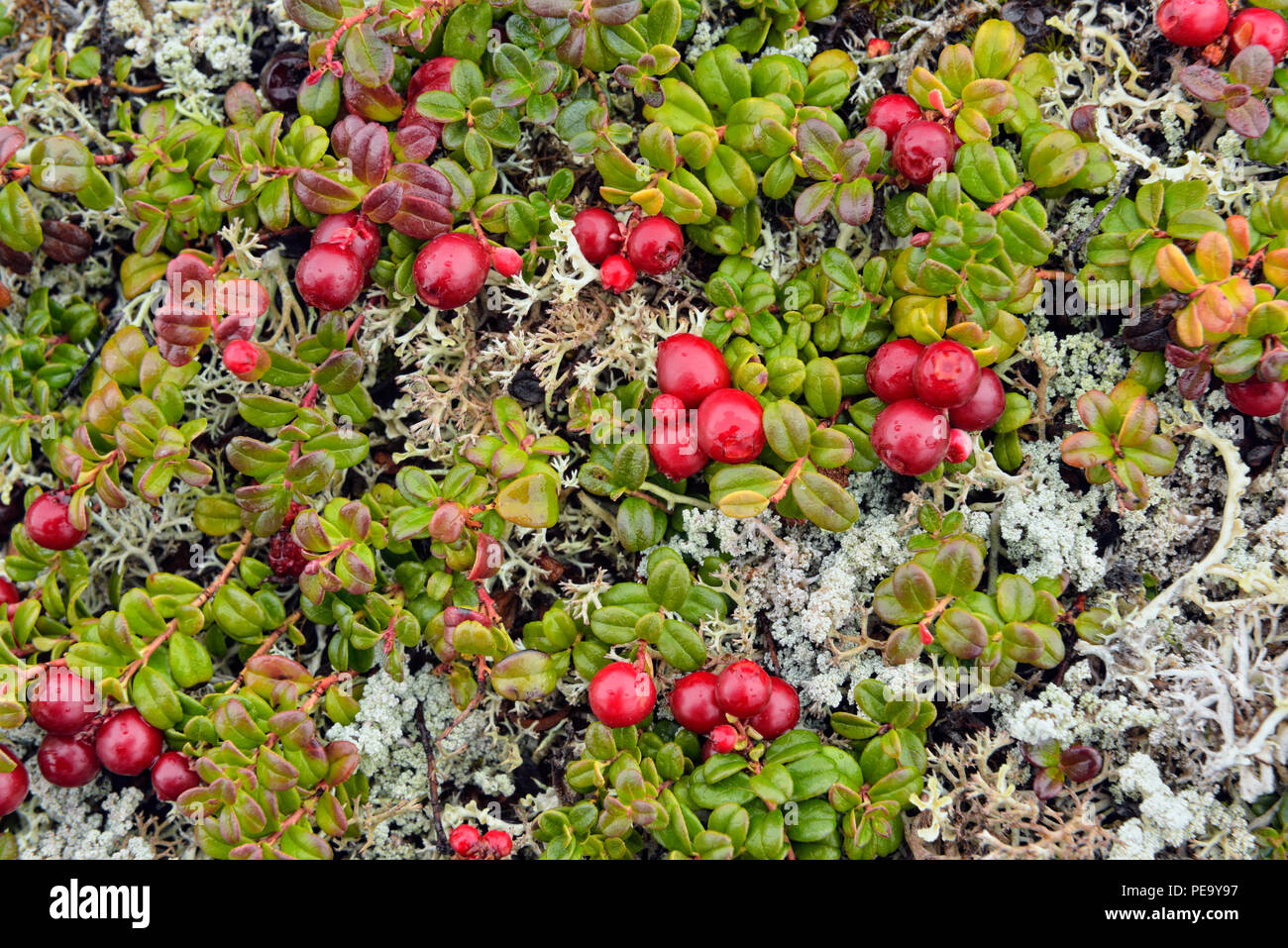 Arctic tundra berries hi-res stock photography and images - Alamy