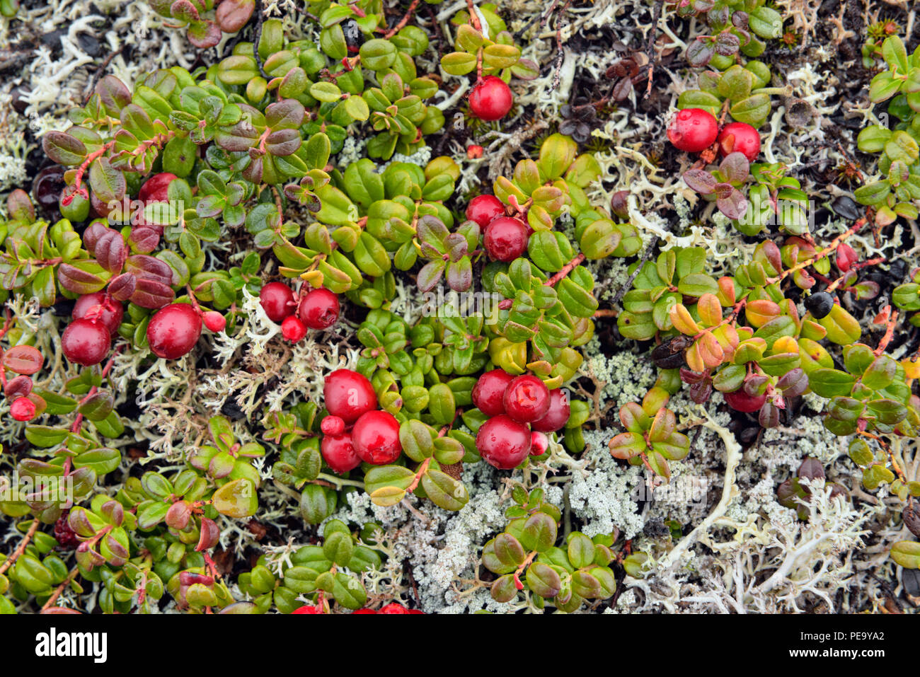 Arctic Berries