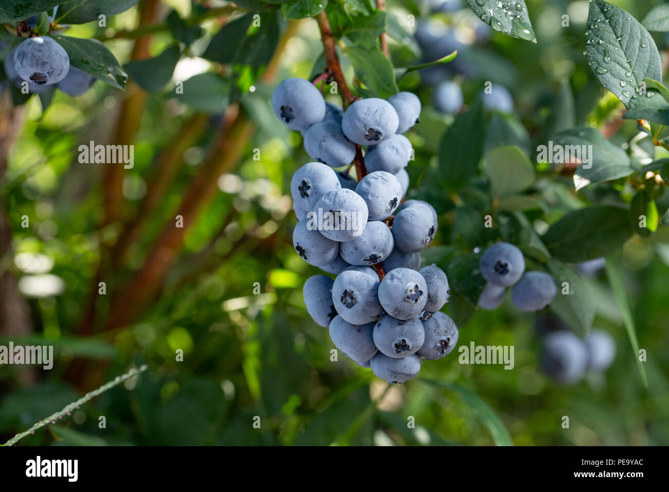 Fresh Organic Blueberries on the bush. close up background Stock Photo ...