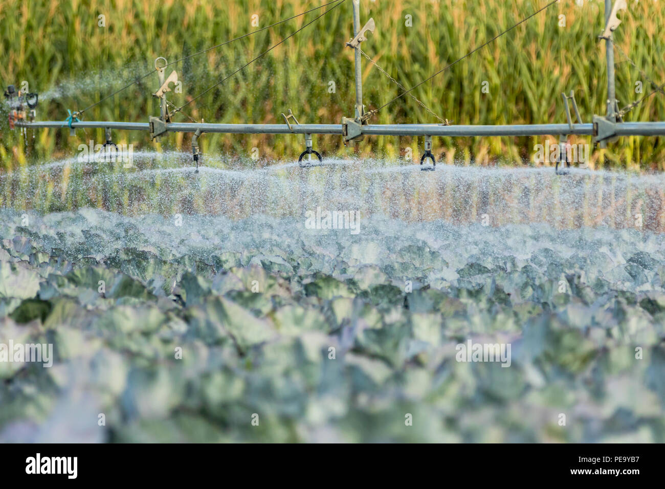Modern agriculture-irrigation systems Stock Photo - Alamy