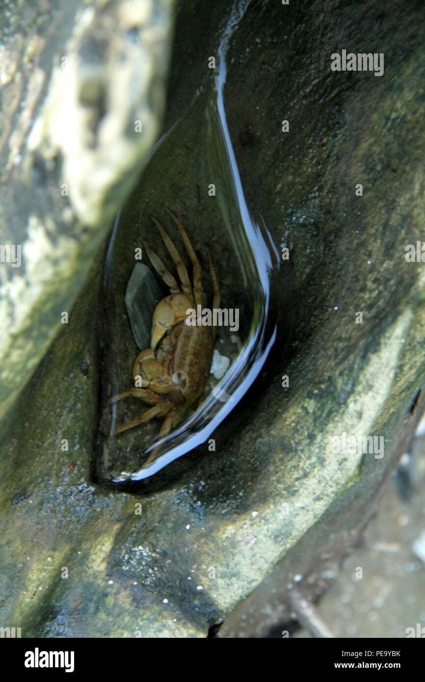 Crab hidden in hole in old tree trunk on the beach. James River, Surry ...