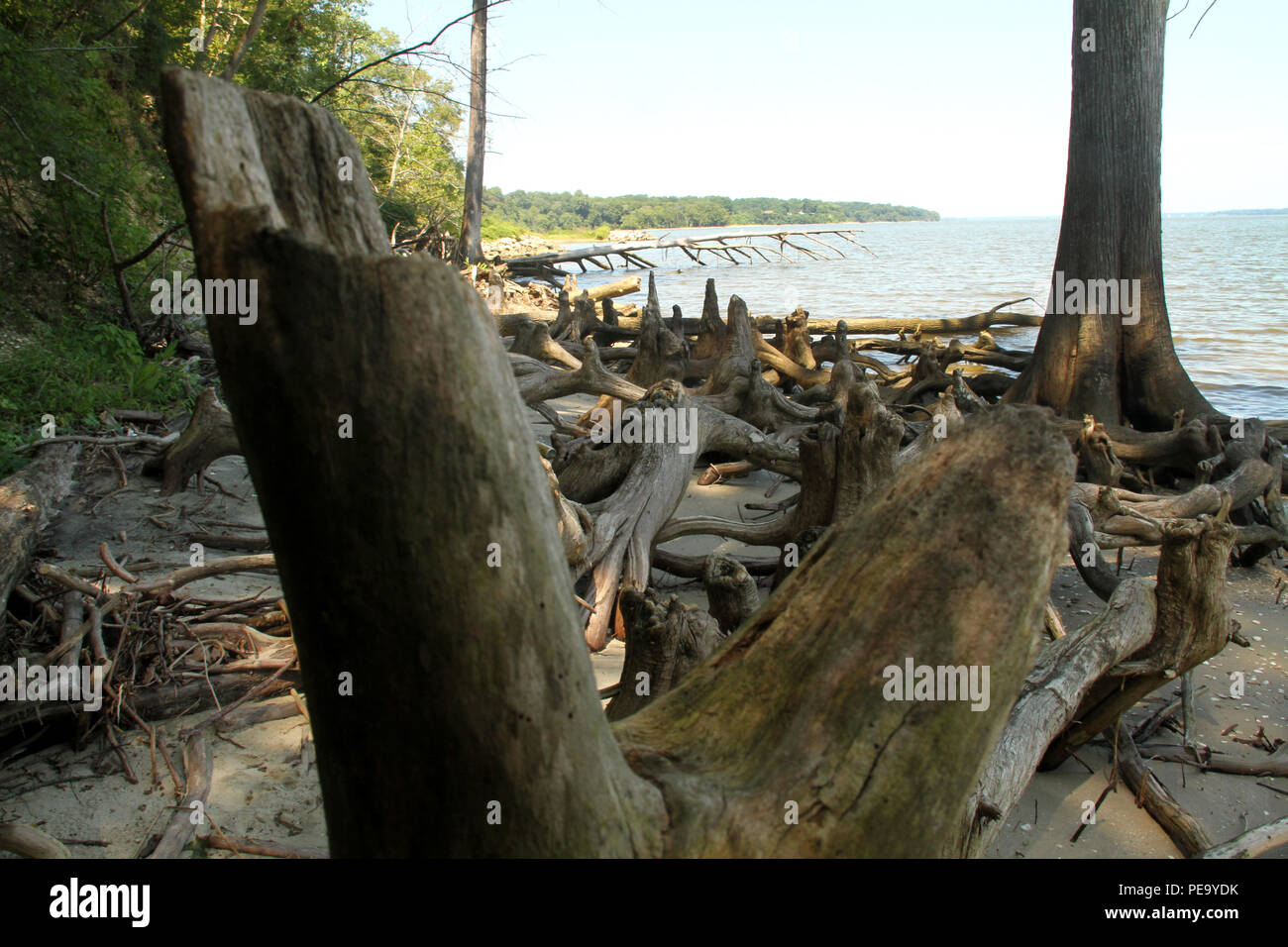 Bald cypress' knees and roots tangled on the shore of James River at ...