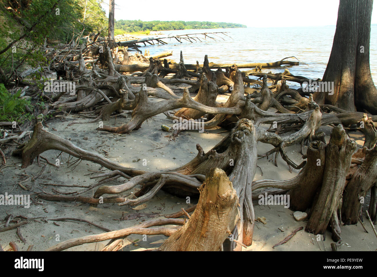 Cypress tree roots hi-res stock photography and images - Alamy