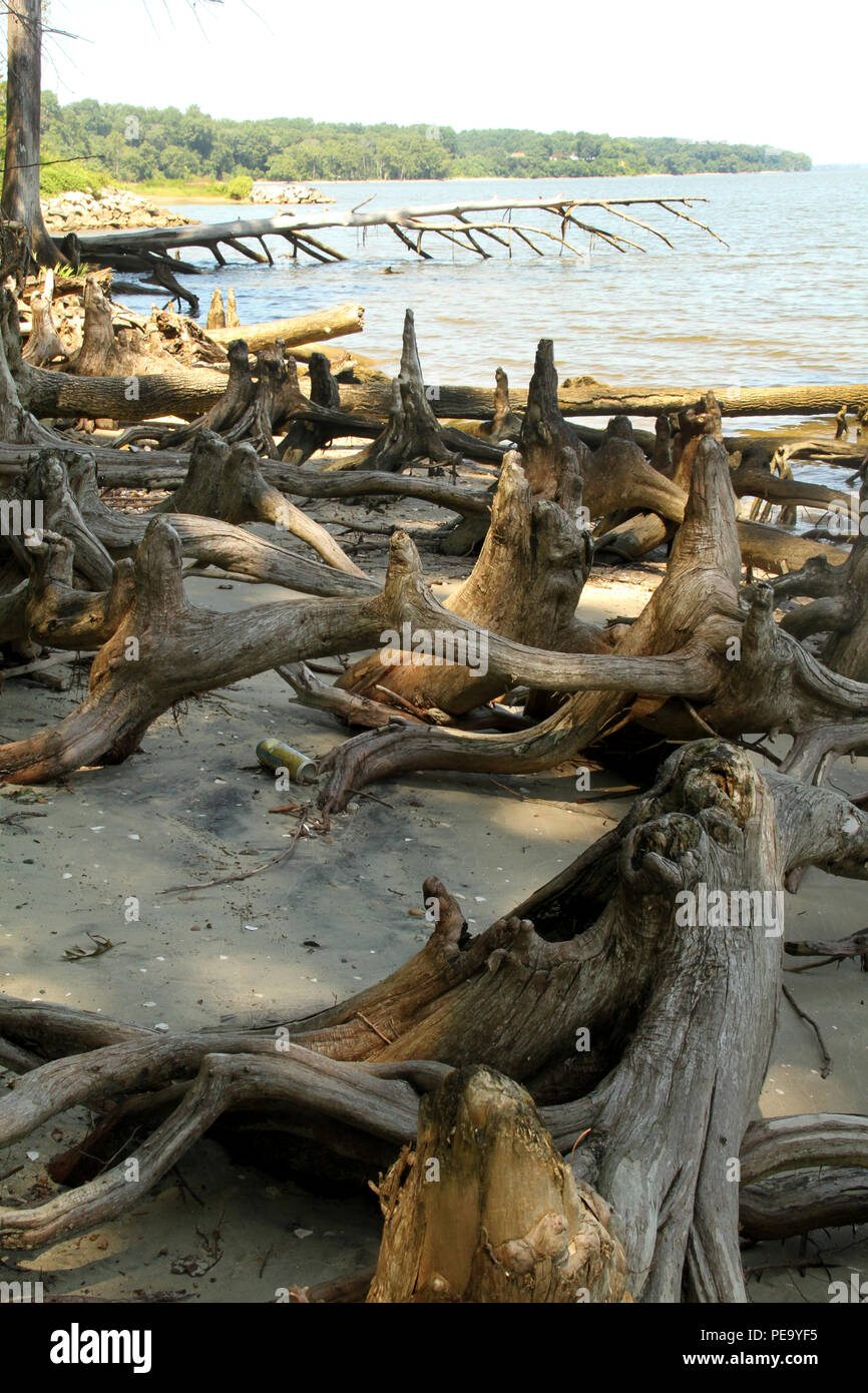 Cypress Roots High Resolution Stock Photography and Images - Alamy