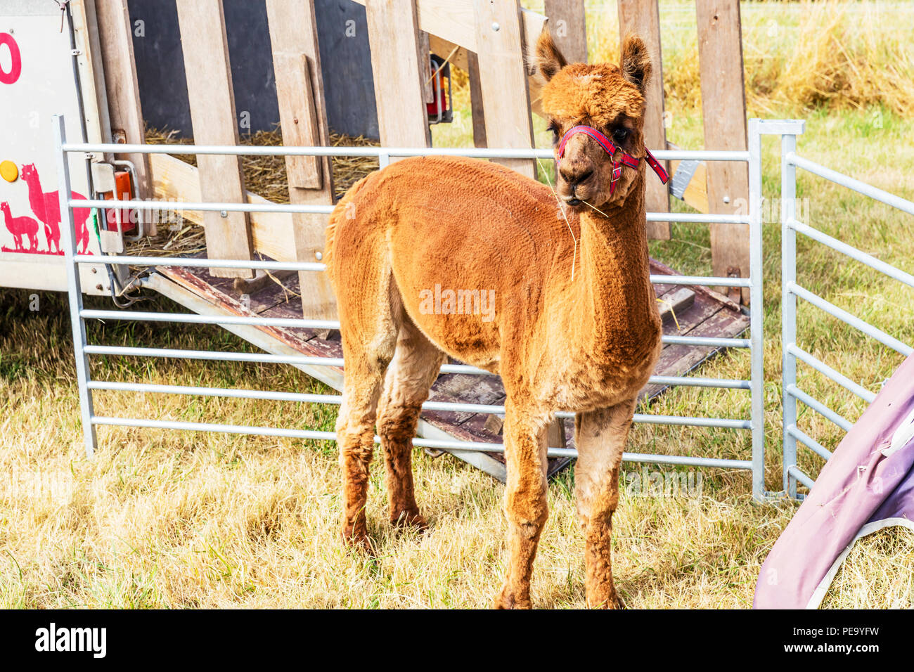 Alpaca, trimmed alpaca, shorn alpaca, sheared, sheared alpaca, alpacas ...