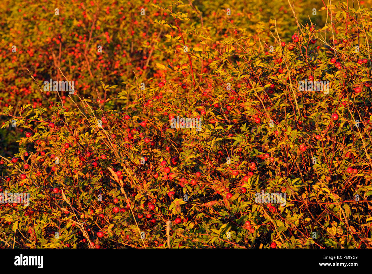 Wild rose hips (Rosa spp), Victoria, British Columbia, Canada Stock ...