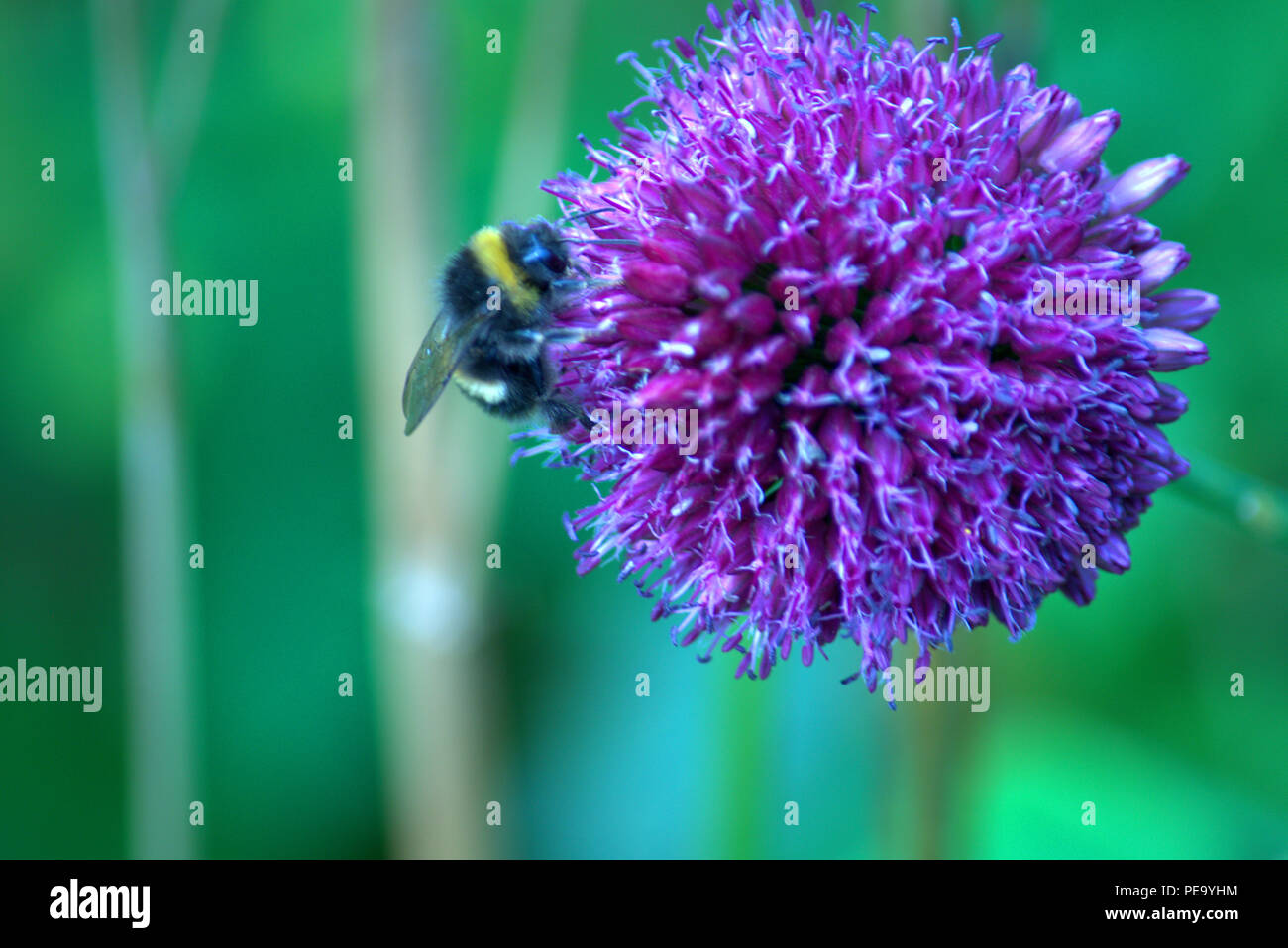 Bee pollinating allium flower Stock Photo - Alamy