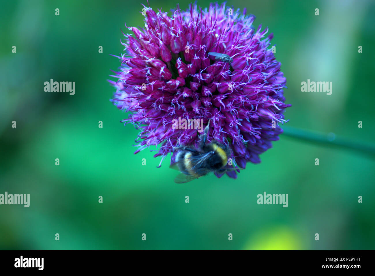 Bee pollinating allium flower Stock Photo - Alamy