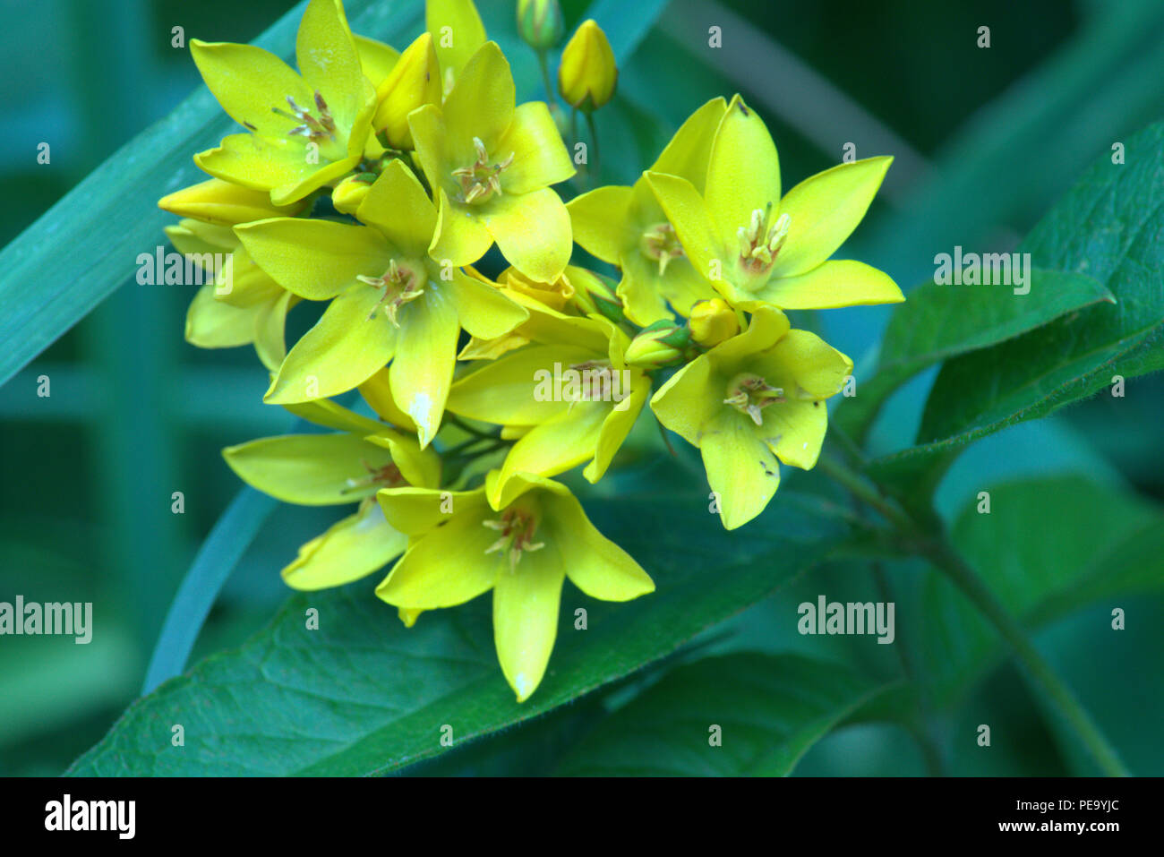 Golden rod flowers Stock Photo - Alamy