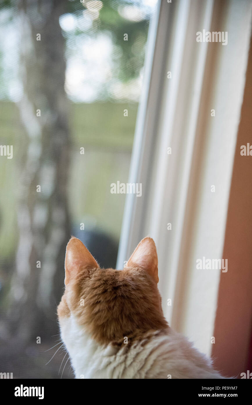 Sweet cat looks outside Stock Photo - Alamy