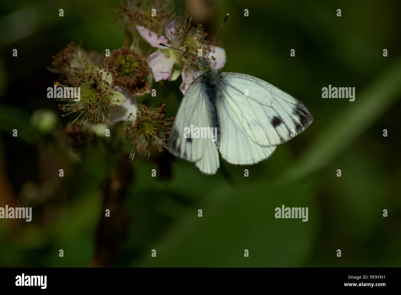 Green-veined white butterfly pollinating bramble flowers Stock Photo ...