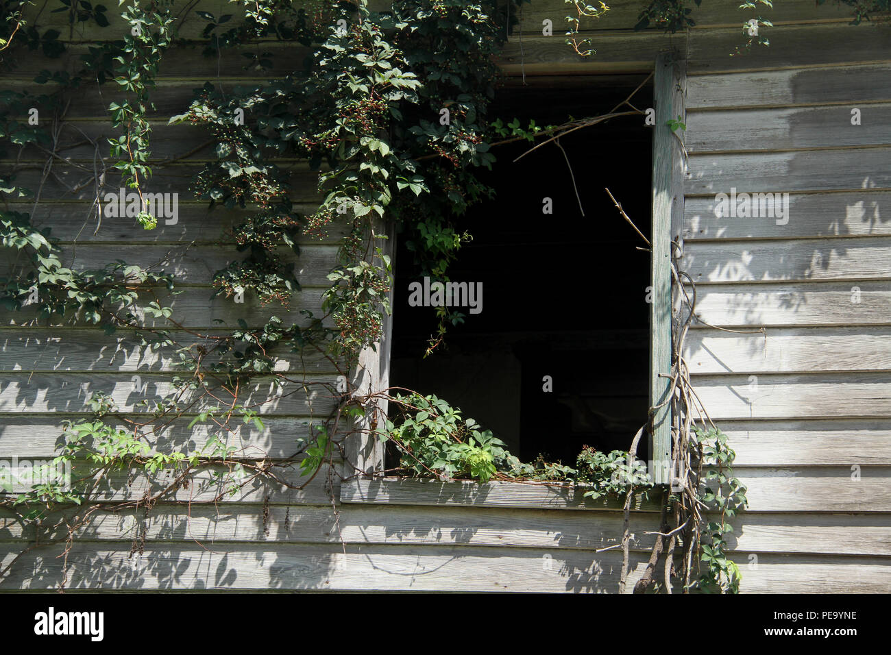 Vines climbing over window of old abandoned house in rural Virginia ...