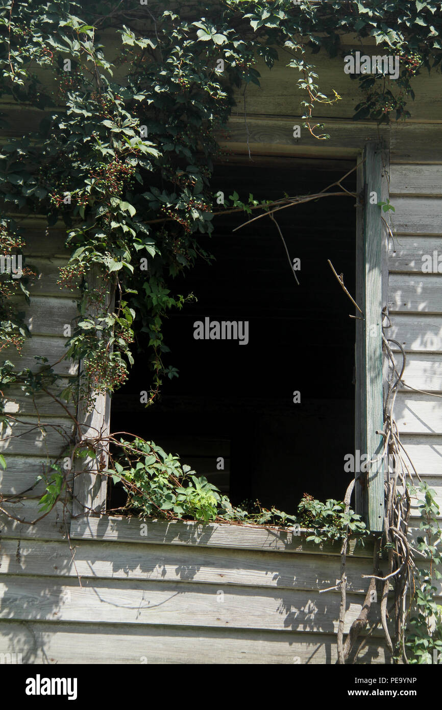 Vines climbing over window of old abandoned house in rural Virginia ...