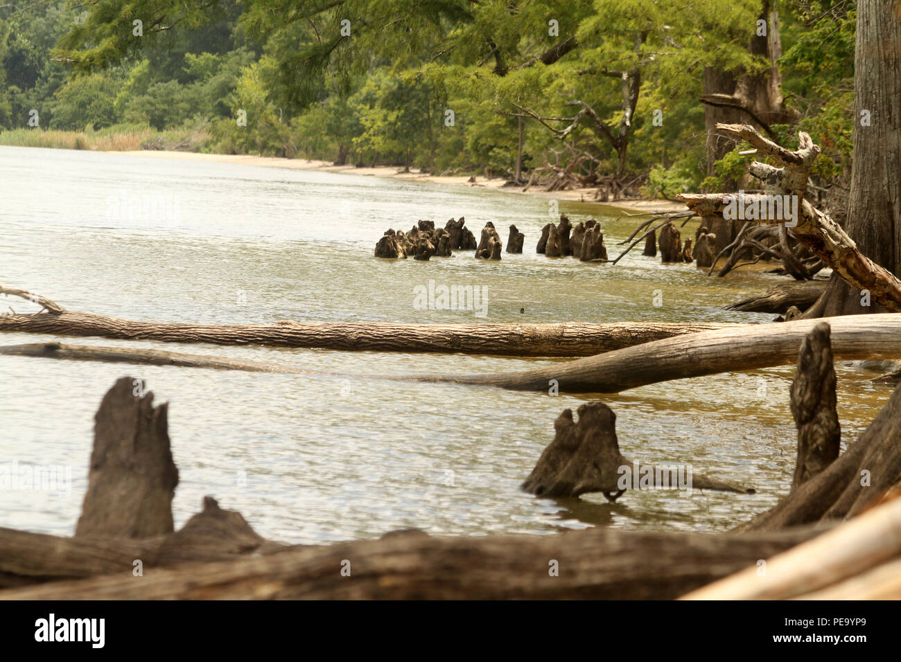 Bald cypress trees on the shore of James River. Chippokes Plantation ...