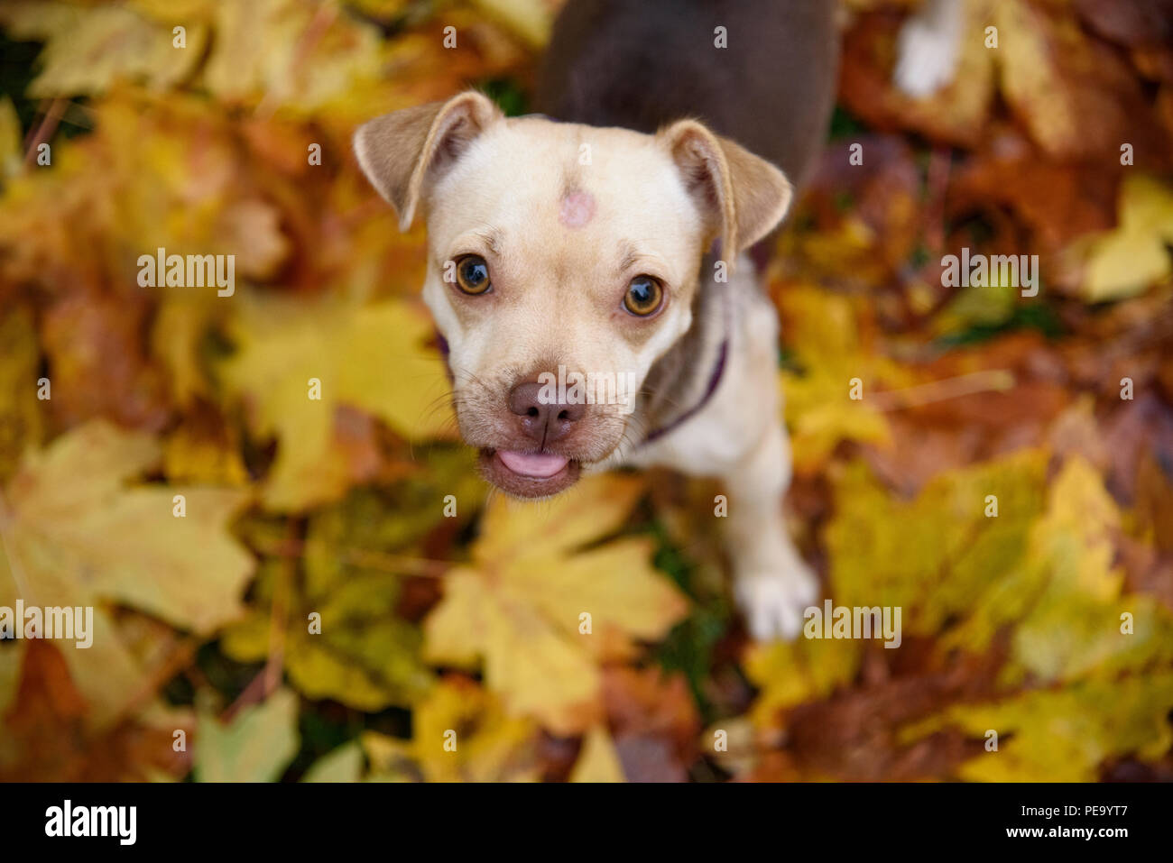 Cutest baby animals hi-res stock photography and images - Alamy