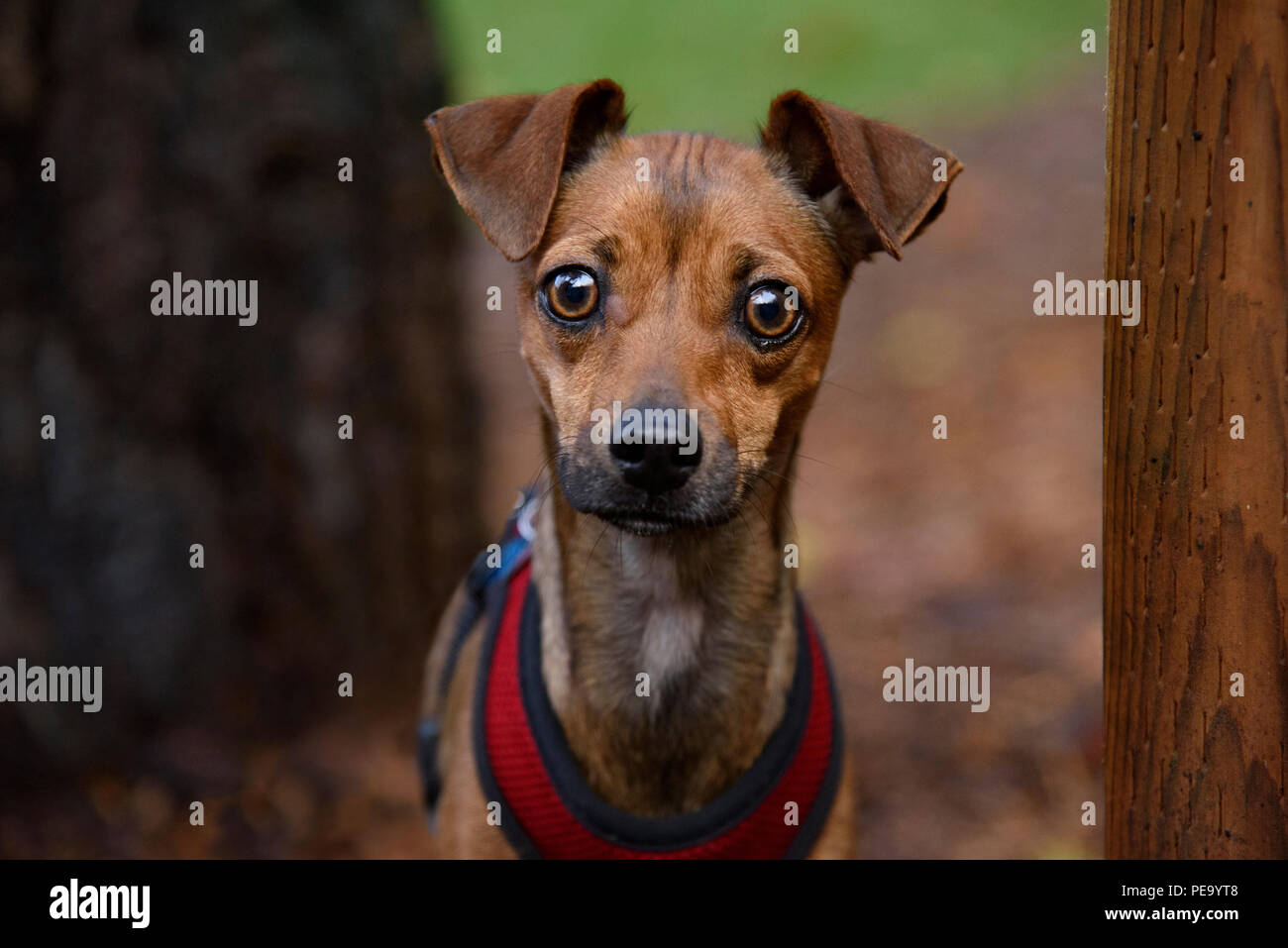 Terrified and cute tiny mutt Stock Photo - Alamy