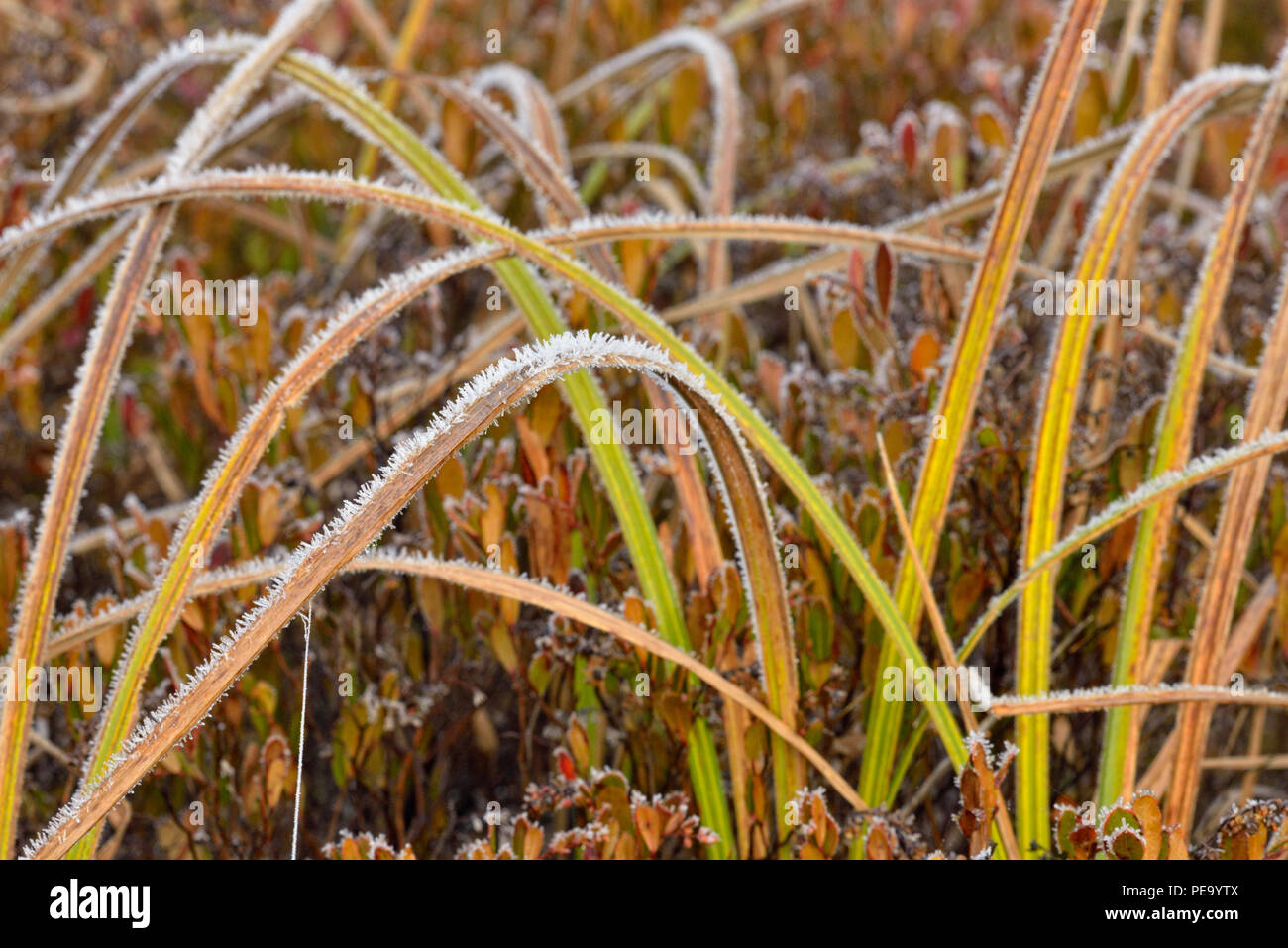 Marsh grasses hi-res stock photography and images - Alamy