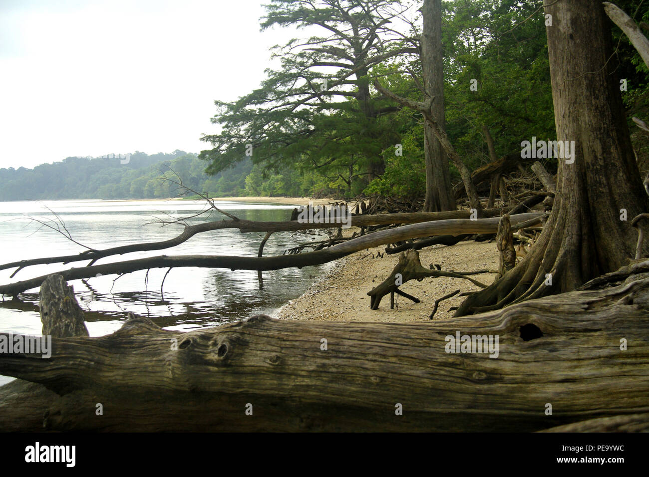 Dead river plantation hi-res stock photography and images - Alamy