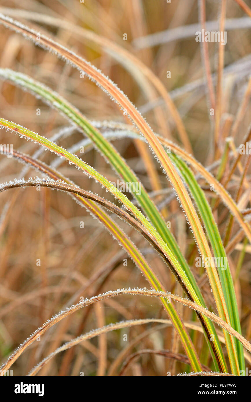 Marsh grasses hi-res stock photography and images - Alamy