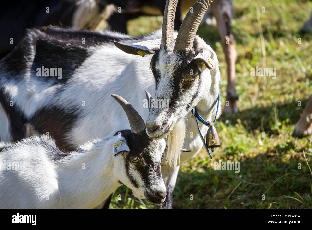 Peacock Goat, Pfauenziege (Capra aegagrus hircus Stock Photo - Alamy