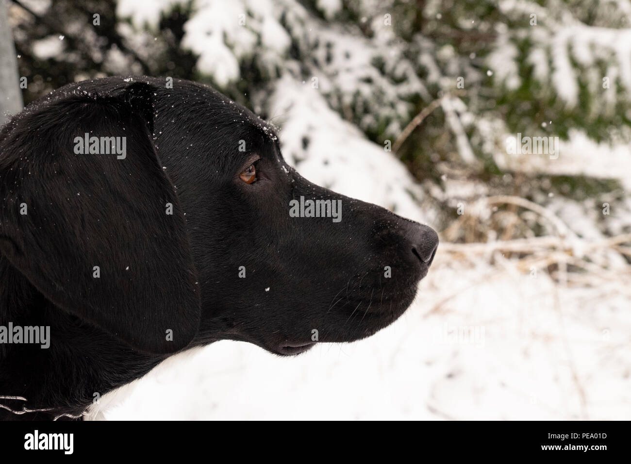 snow hunting dog Stock Photo - Alamy