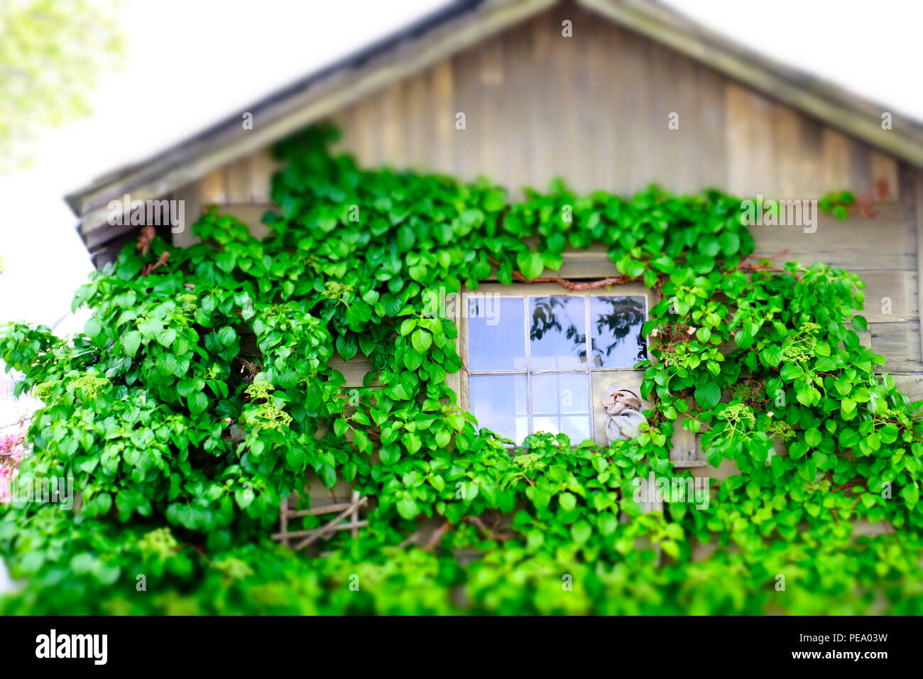 Old overgrowth house hi-res stock photography and images - Alamy