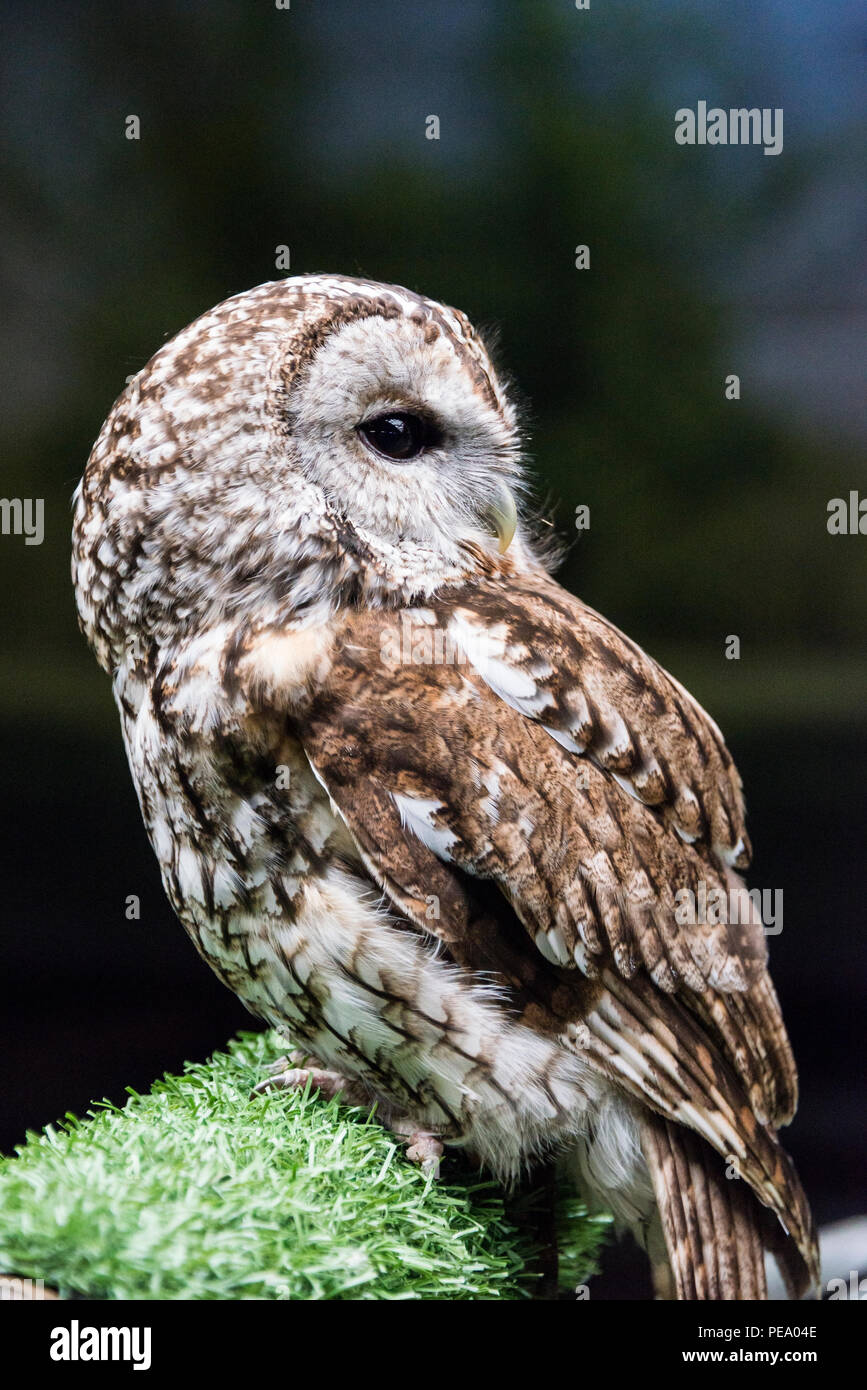 Scottish owl centre hi-res stock photography and images - Alamy