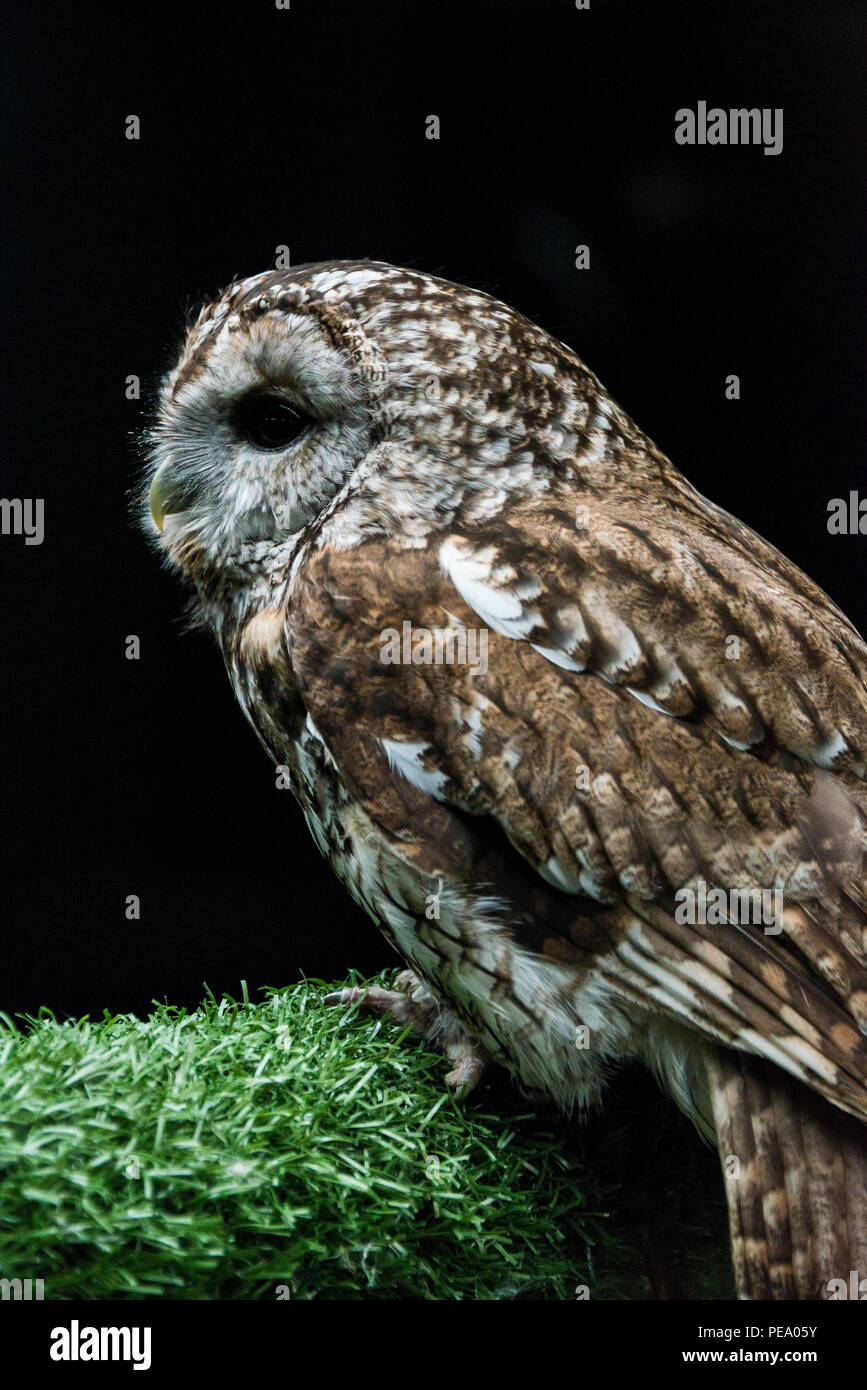 A tawny owl (Strix aluco) at The Scottish Owl Centre Stock Photo - Alamy