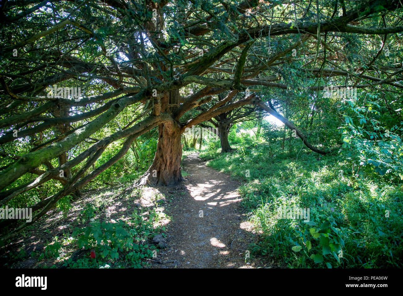 Yew tree natural history hi-res stock photography and images - Alamy