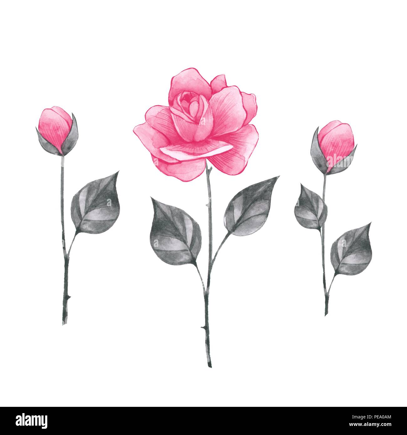 Watercolour floral background Cut Out Stock Images & Pictures - Alamy