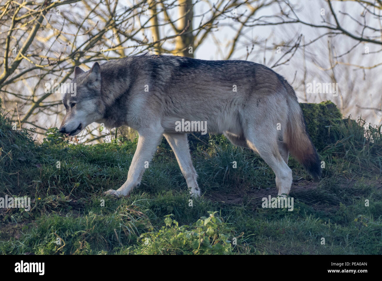 Very Pregnant Wolf