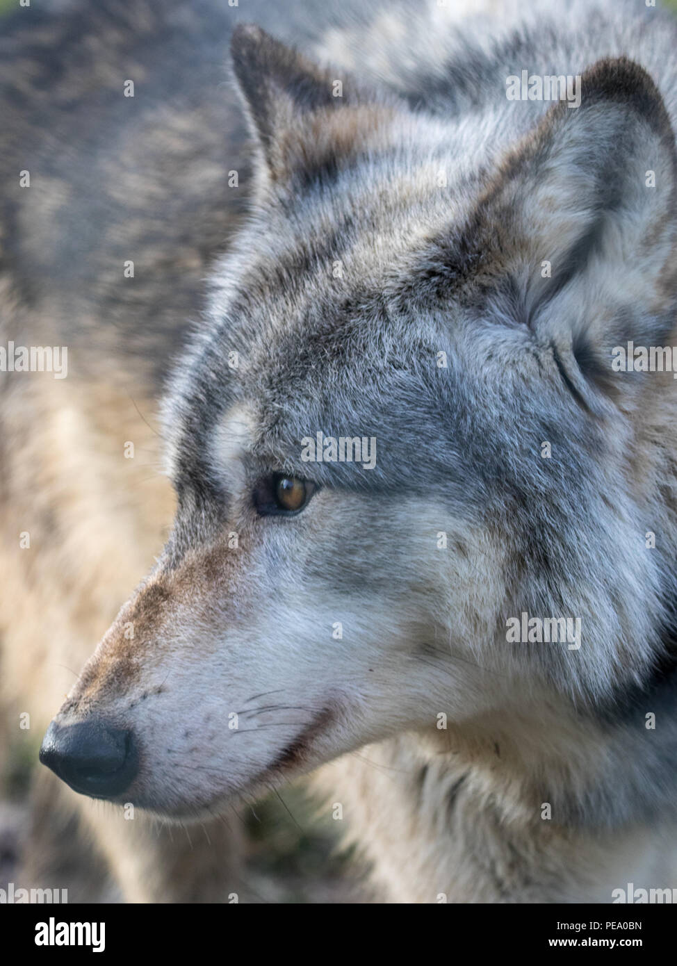 Wild wolf hi-res stock photography and images - Alamy