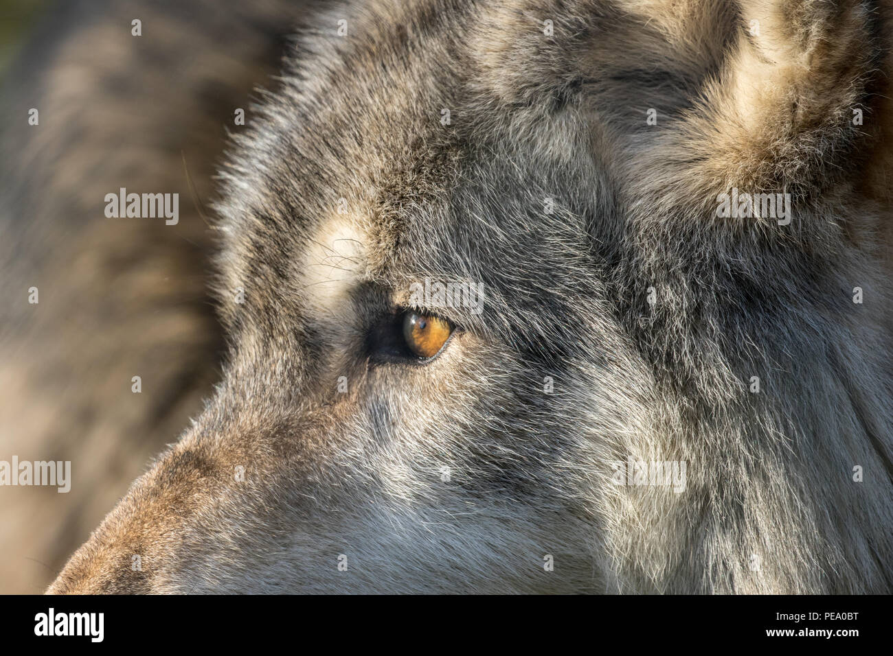 Wolf portrait hi-res stock photography and images - Alamy