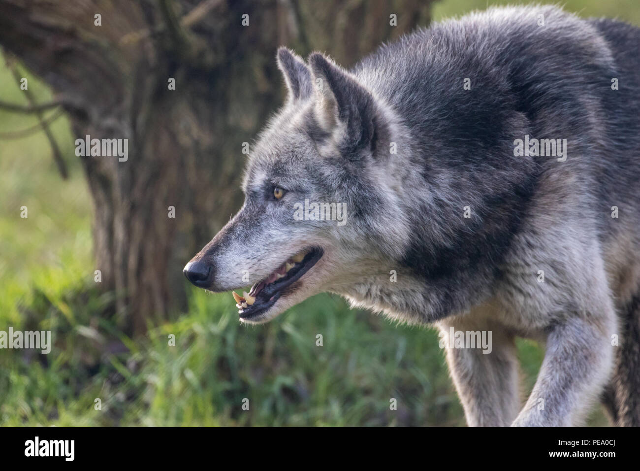 Canine Predator High Resolution Stock Photography and Images - Alamy