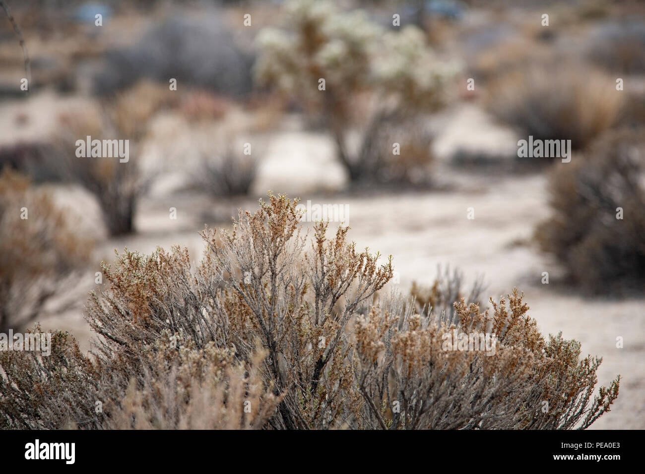 Desert bushes hi-res stock photography and images - Alamy