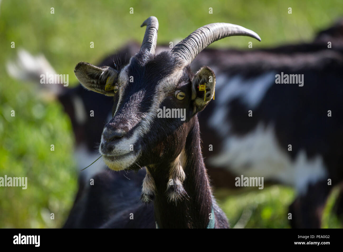 Pinzgauer Stripe Goat, Pinzgauer Strahlenziege (Capra aegagrus hircus ...